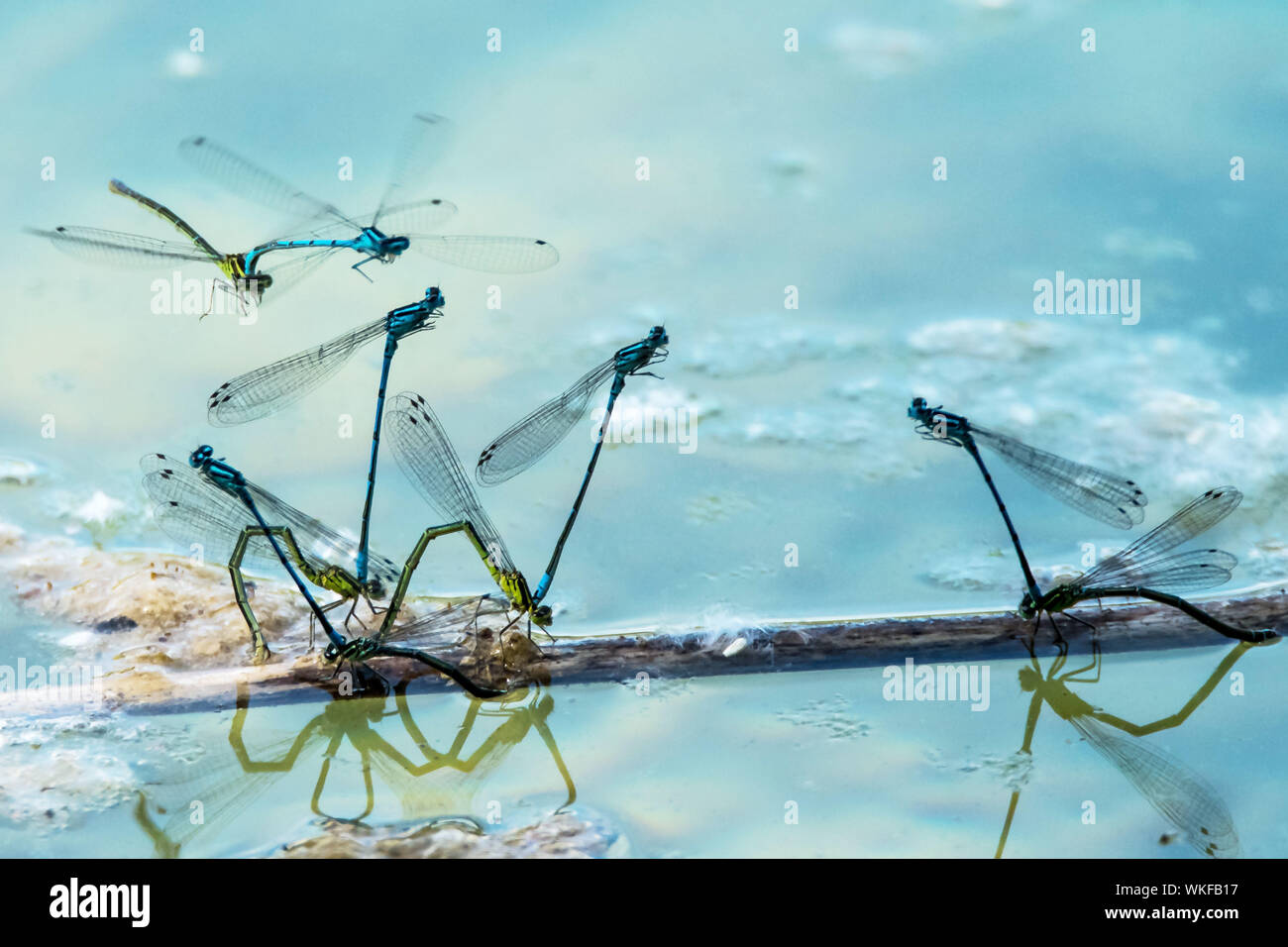 Swamp insects hi-res stock photography and images - Alamy