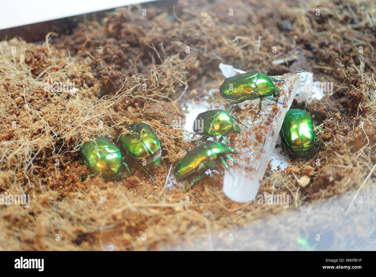 Dust beetle hi-res stock photography and images - Alamy