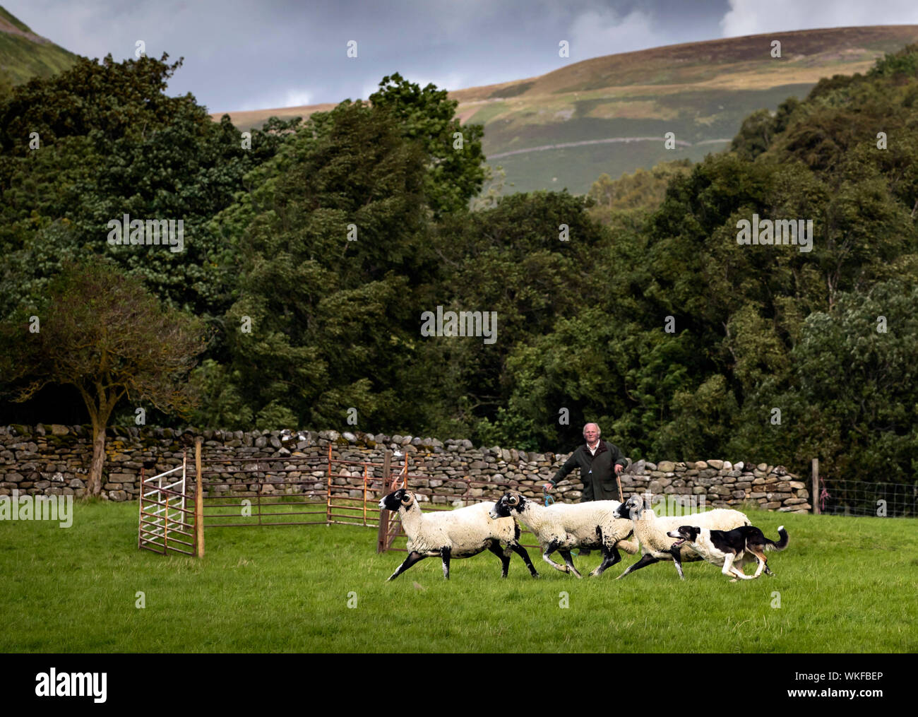 A shepherd competes in the Invitation Sheep Dog Trials during the Muker ...