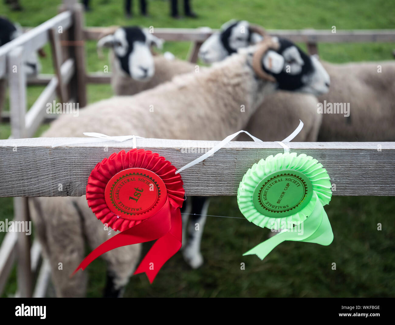 Winning sheep hi-res stock photography and images - Alamy