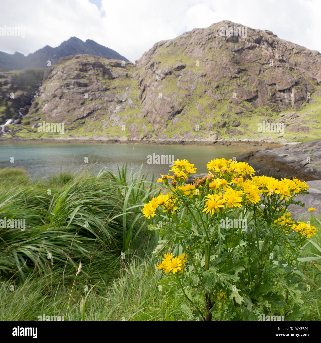 Yellow range hi-res stock photography and images - Alamy