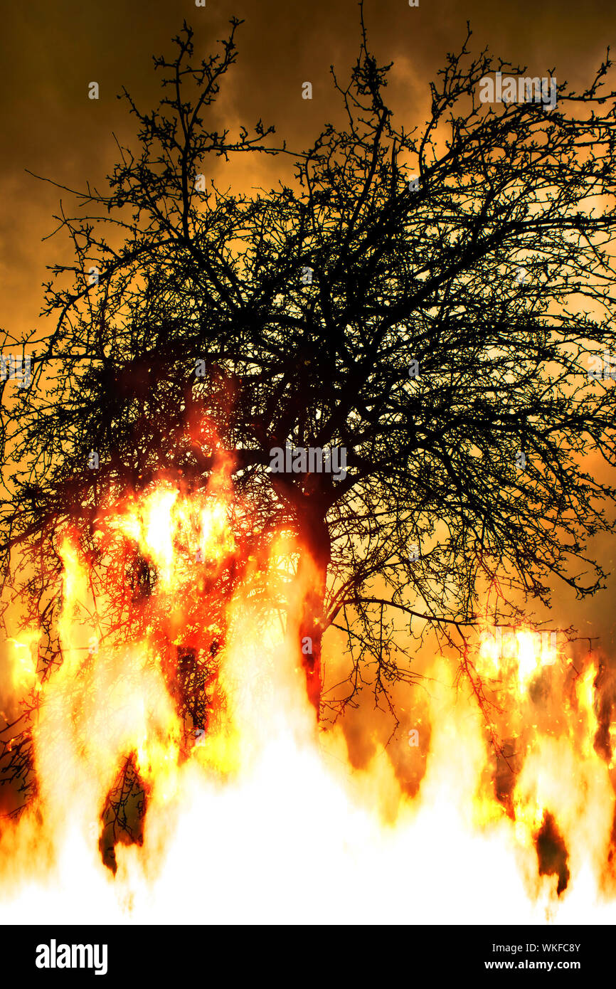 trees on fire, concept for Amazon rainforests on fire Stock Photo - Alamy