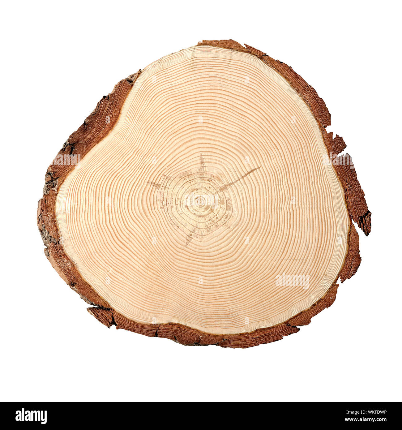 Circular wood cross section with curved lines showing growth Stock ...