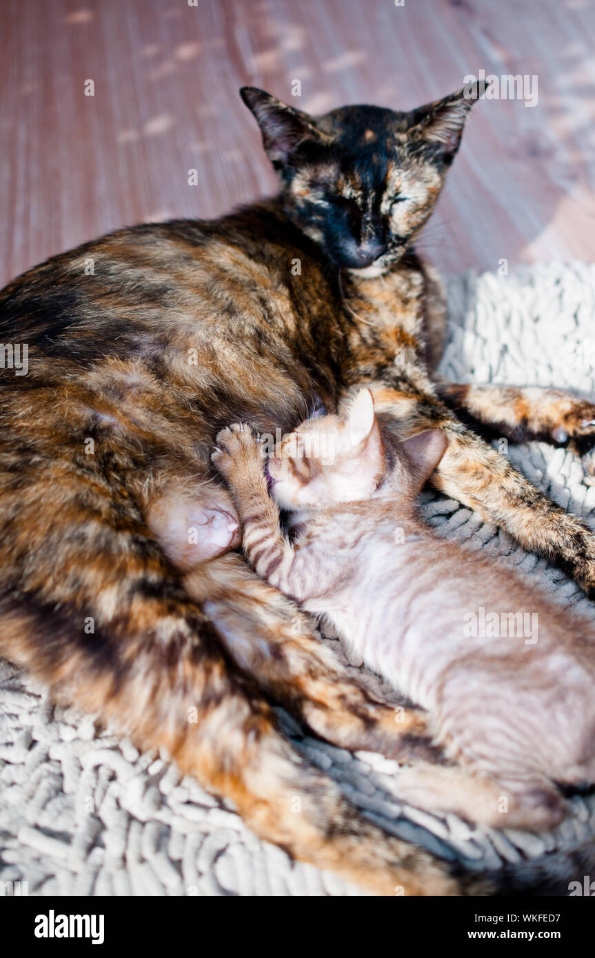Suckling Cat High Resolution Stock Photography and Images - Alamy