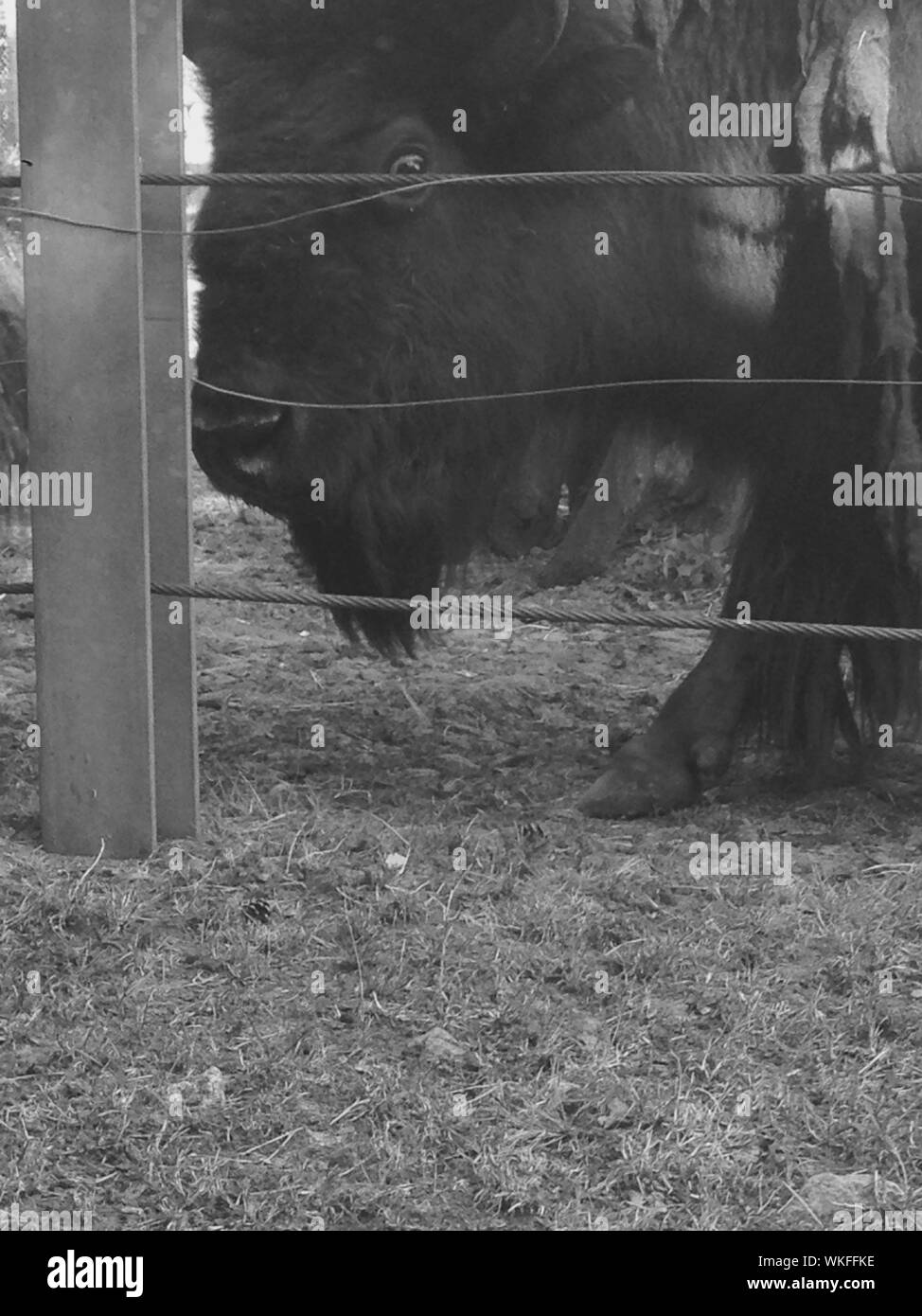 American bison bison bison Black and White Stock Photos & Images - Alamy