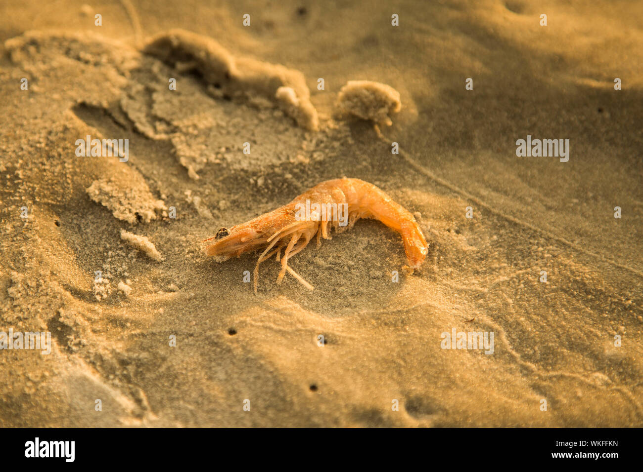 Beach shrimp hi-res stock photography and images - Alamy