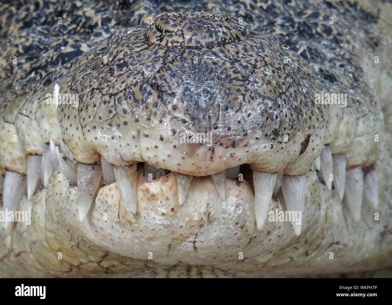 Full jaw hi-res stock photography and images - Alamy