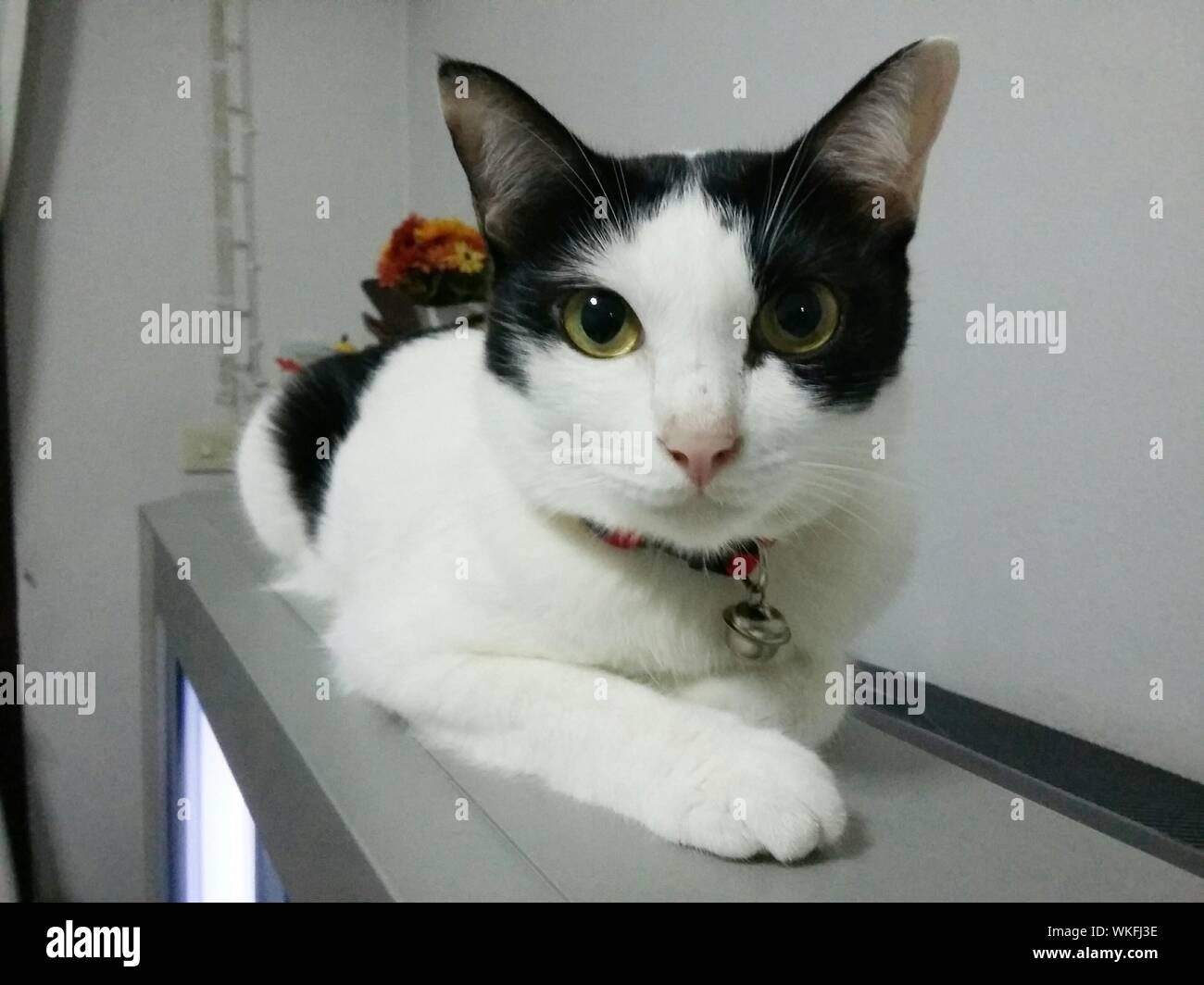 Tv cat hi-res stock photography and images - Alamy