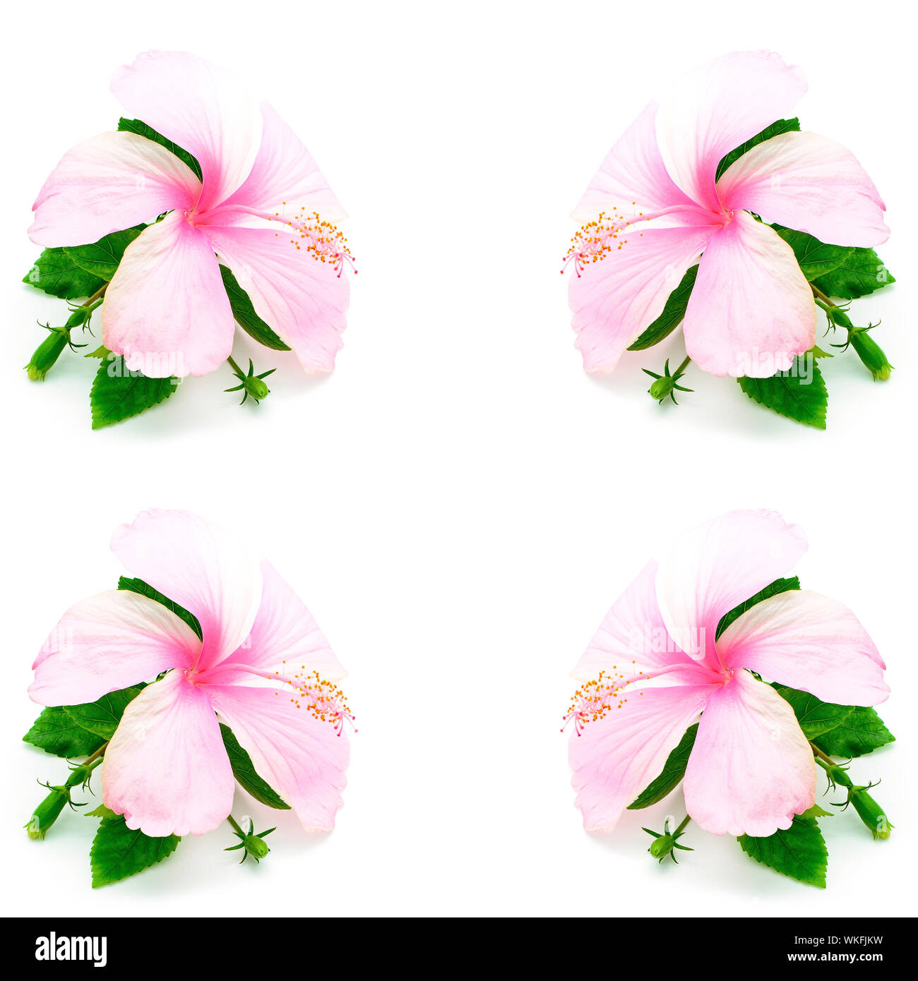 Colorful pink Hibiscus flower isolated on a white background Stock ...
