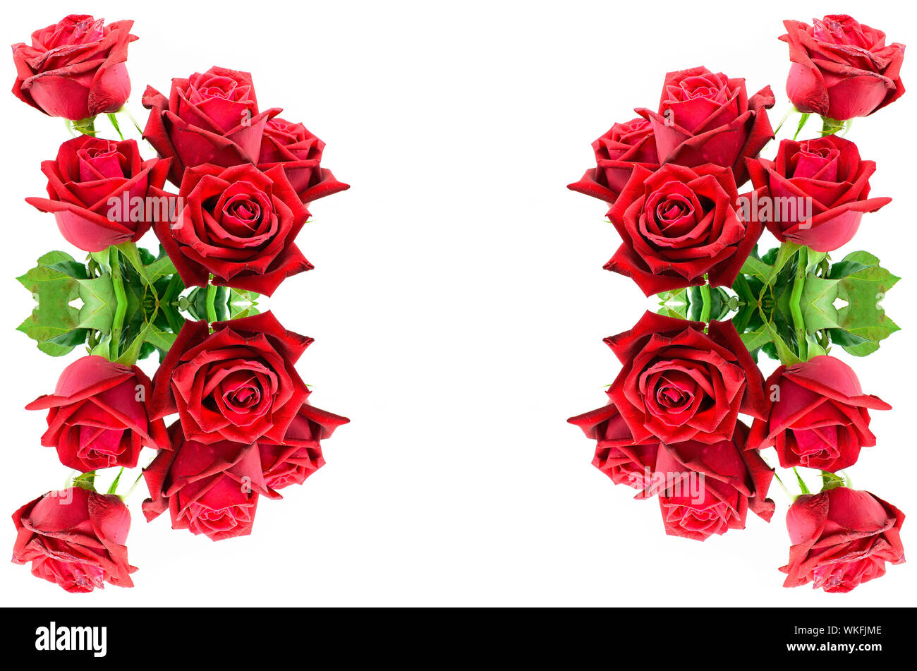 Beautiful red rose, isolated on a white background Stock Photo - Alamy