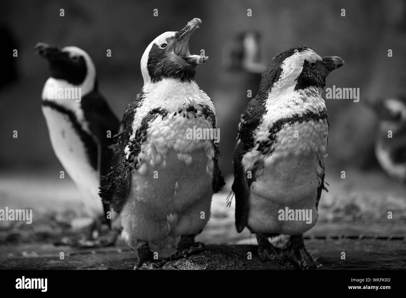 Black and white picture of three african penguins Stock Photo - Alamy