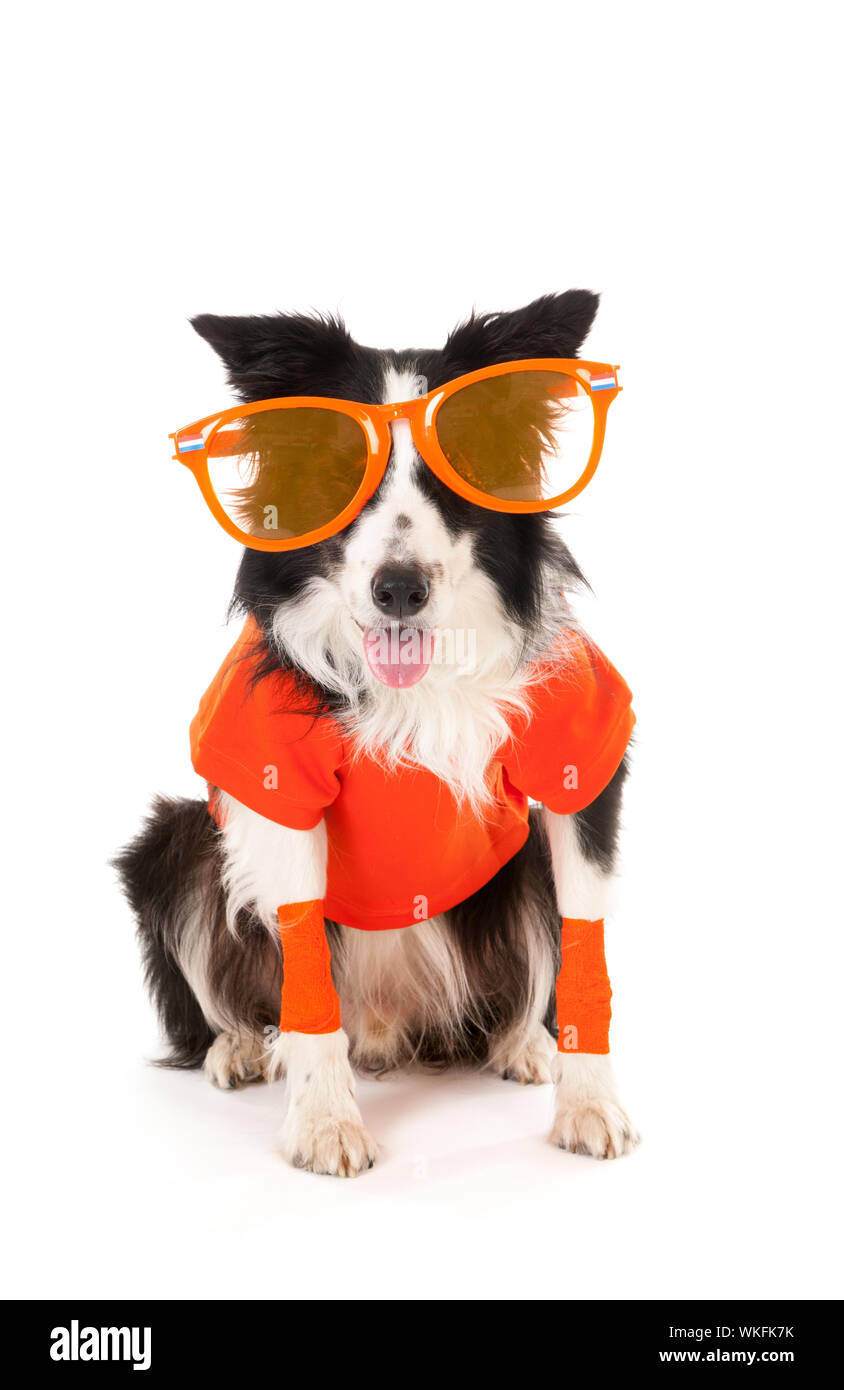 Dog as Dutch soccer fan isolated over white background Stock Photo - Alamy