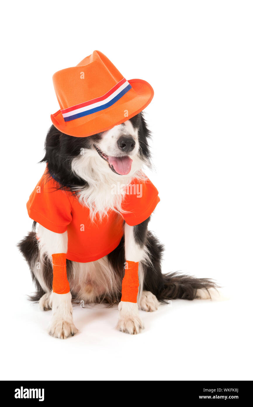 Dog as Dutch soccer fan isolated over white background Stock Photo - Alamy