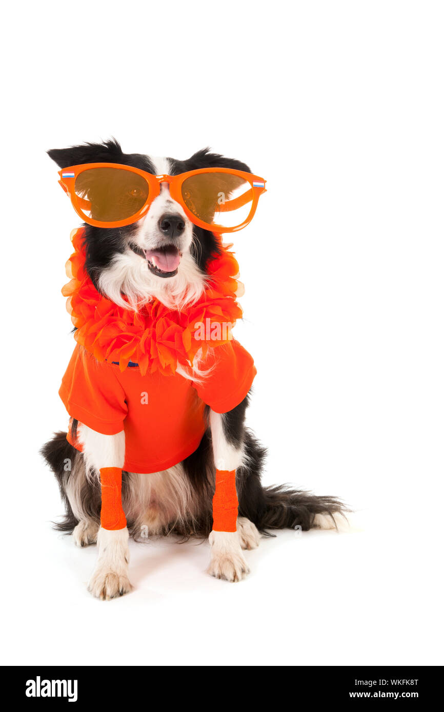 Dog as Dutch soccer fan isolated over white background Stock Photo - Alamy