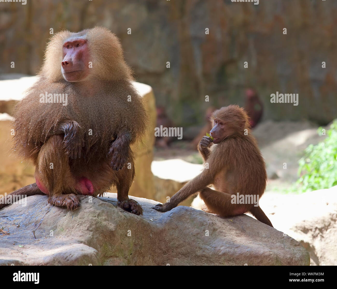 Baboon bottom hi-res stock photography and images - Alamy