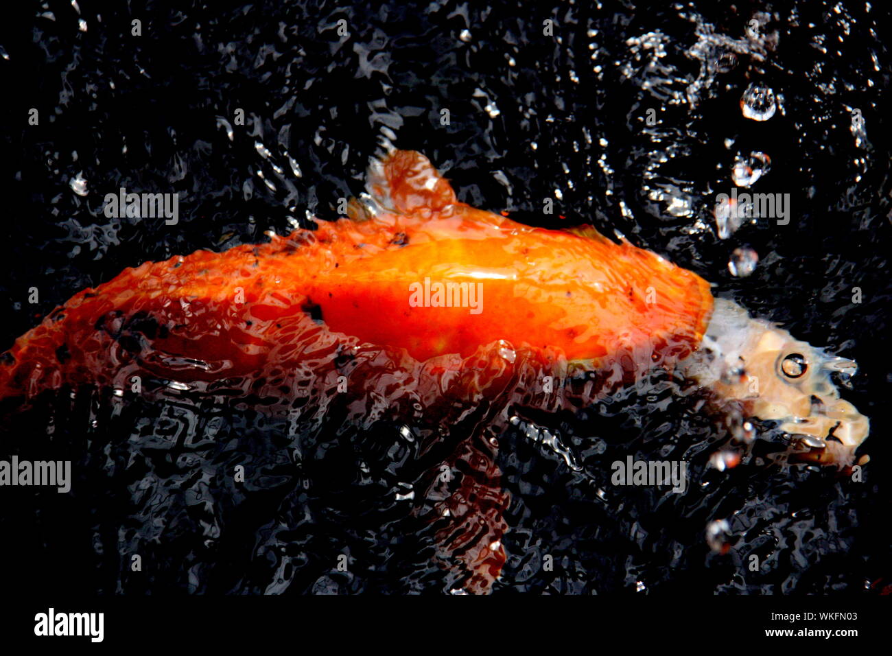 Two Koi Fish High Resolution Stock Photography and Images - Alamy