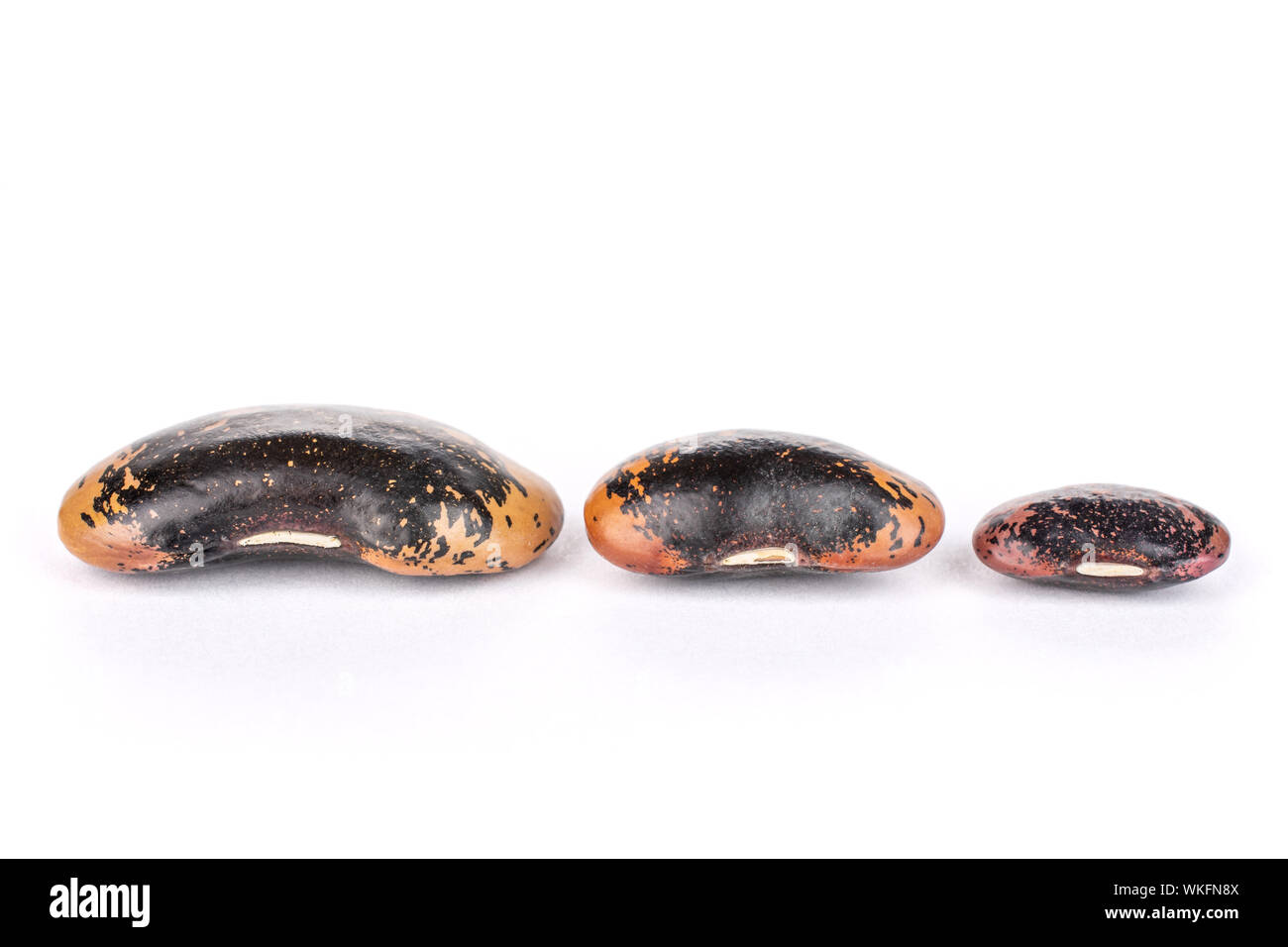 Group of three whole stained purple bean isolated on white background ...