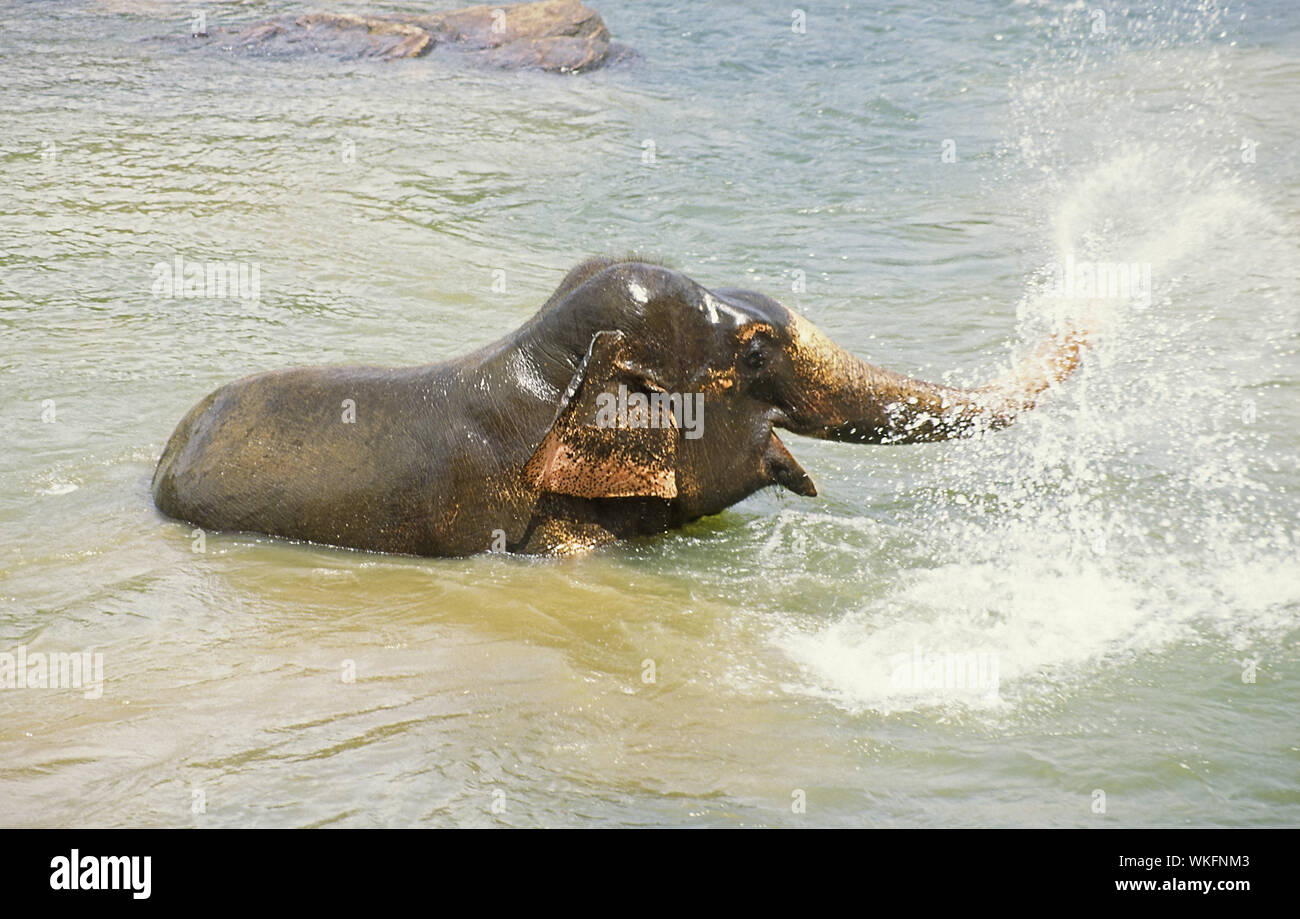 Elephant by water hi-res stock photography and images - Alamy