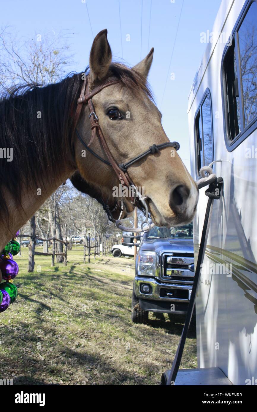 Bus Horse High Resolution Stock Photography and Images - Alamy