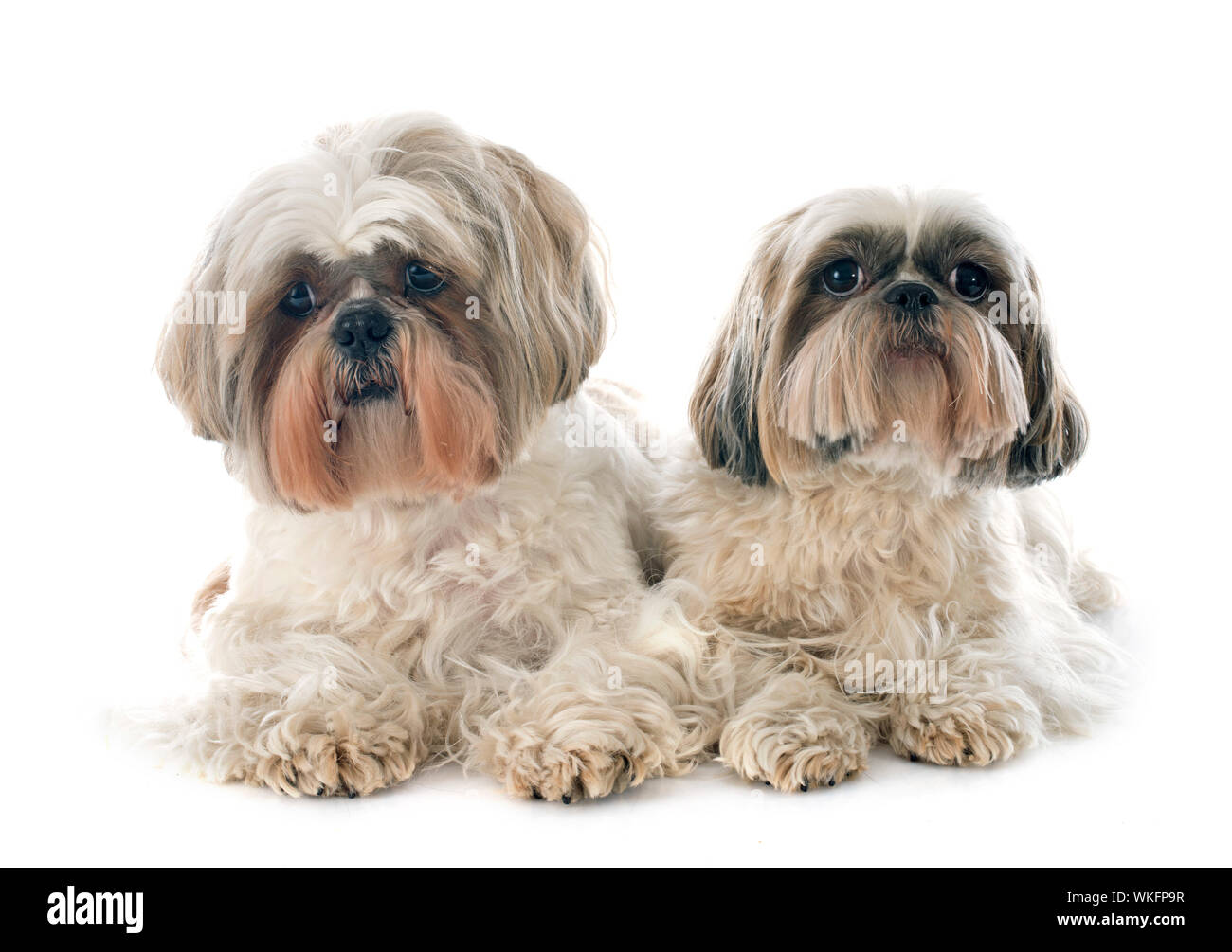 two Shih Tzu in front of white background Stock Photo - Alamy