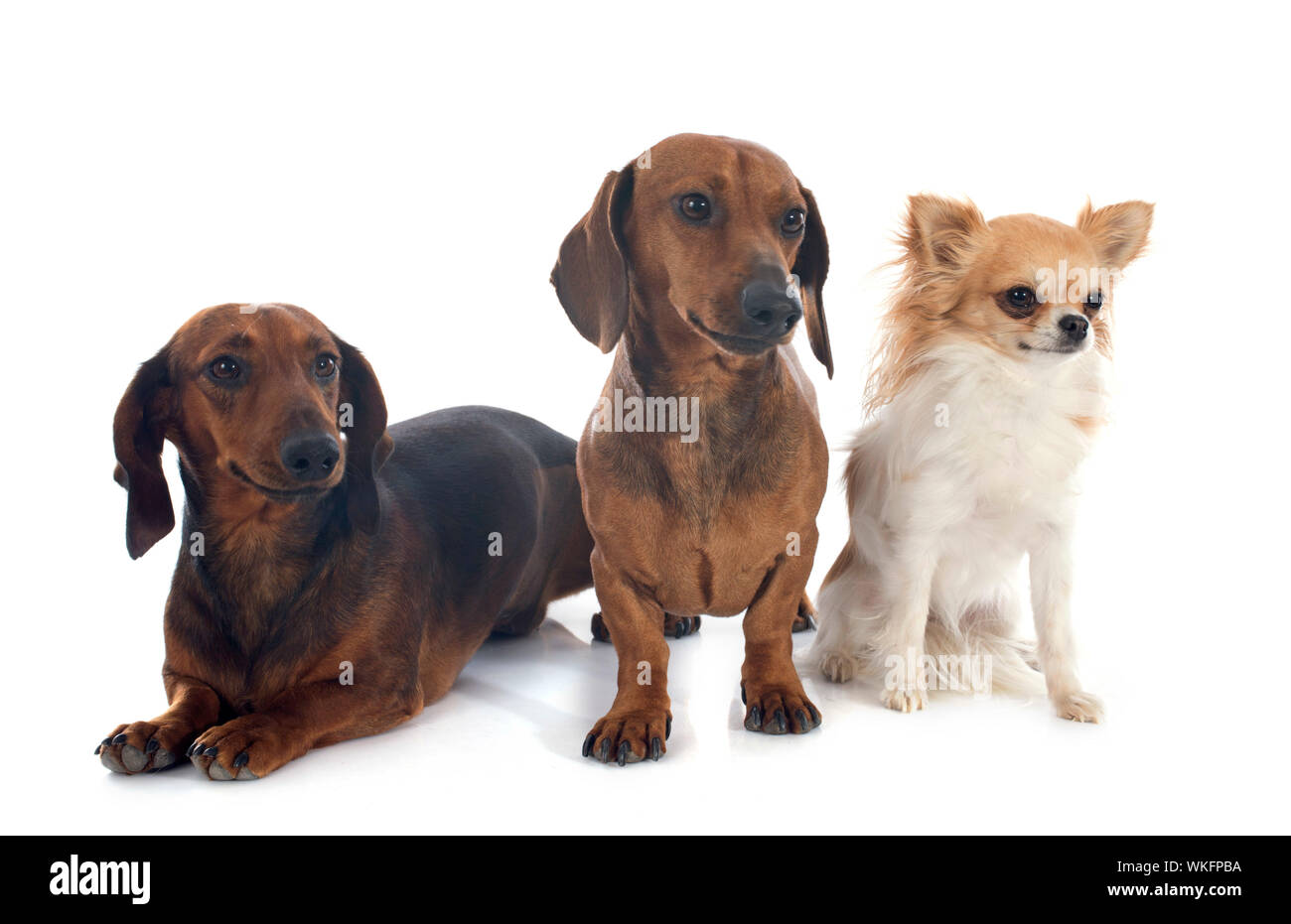 Dachshund dog chihuahua in Cut Out Stock Images & Pictures - Alamy