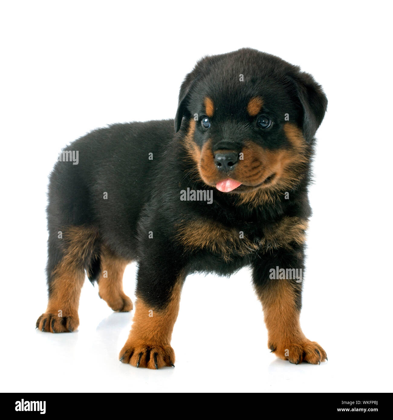 puppy rottweiler in front of white background Stock Photo - Alamy
