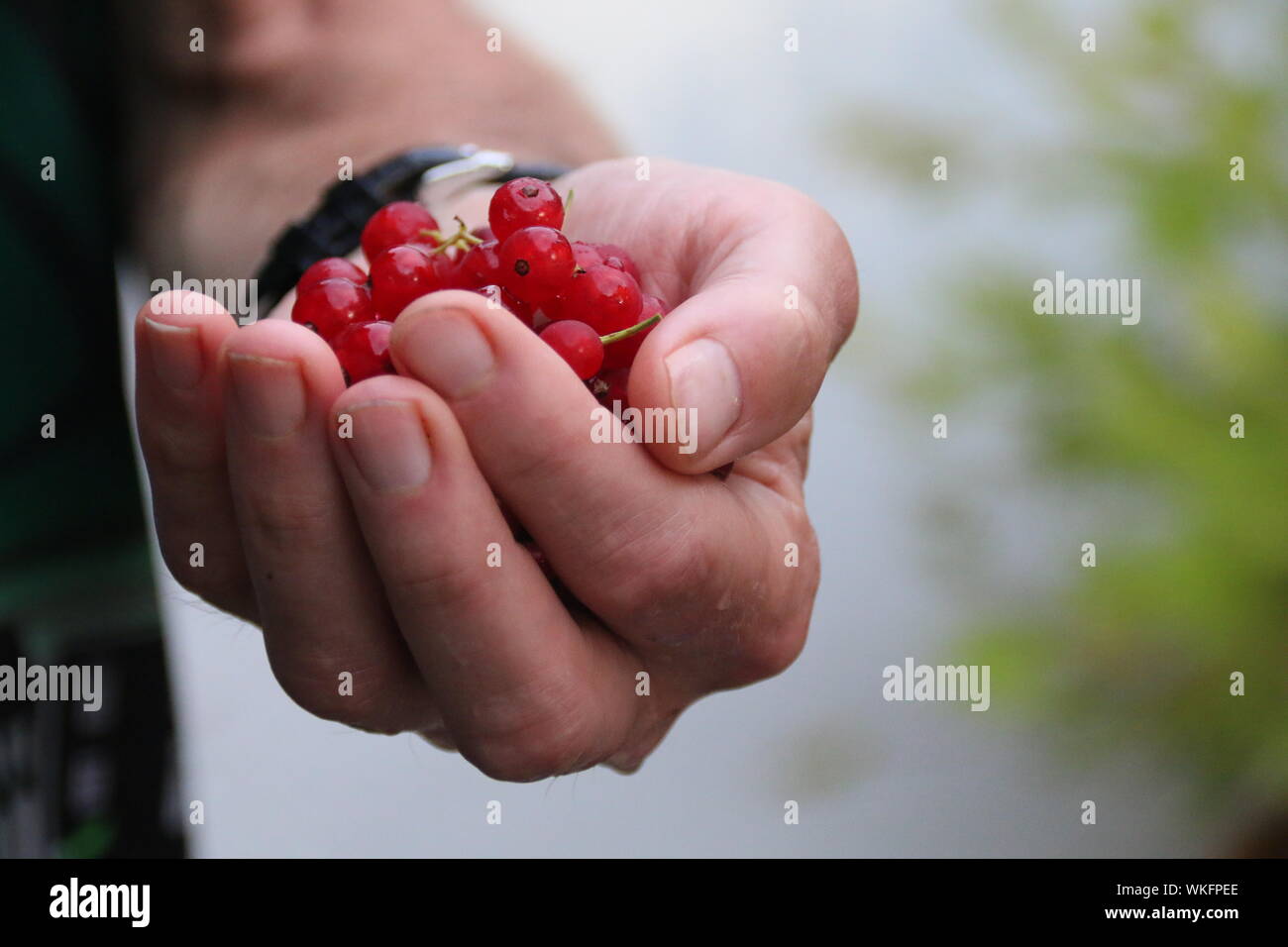 Person holding fruits hi-res stock photography and images - Alamy