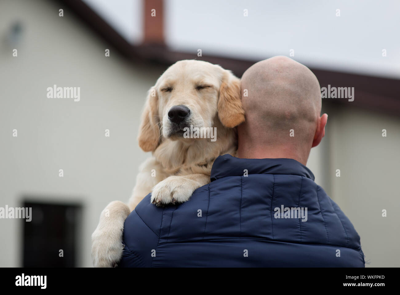 Headshot of an golden retriever hi-res stock photography and images - Alamy