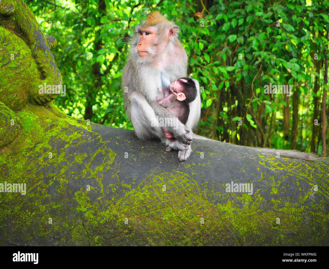 Primate in tree feeding hi-res stock photography and images - Alamy