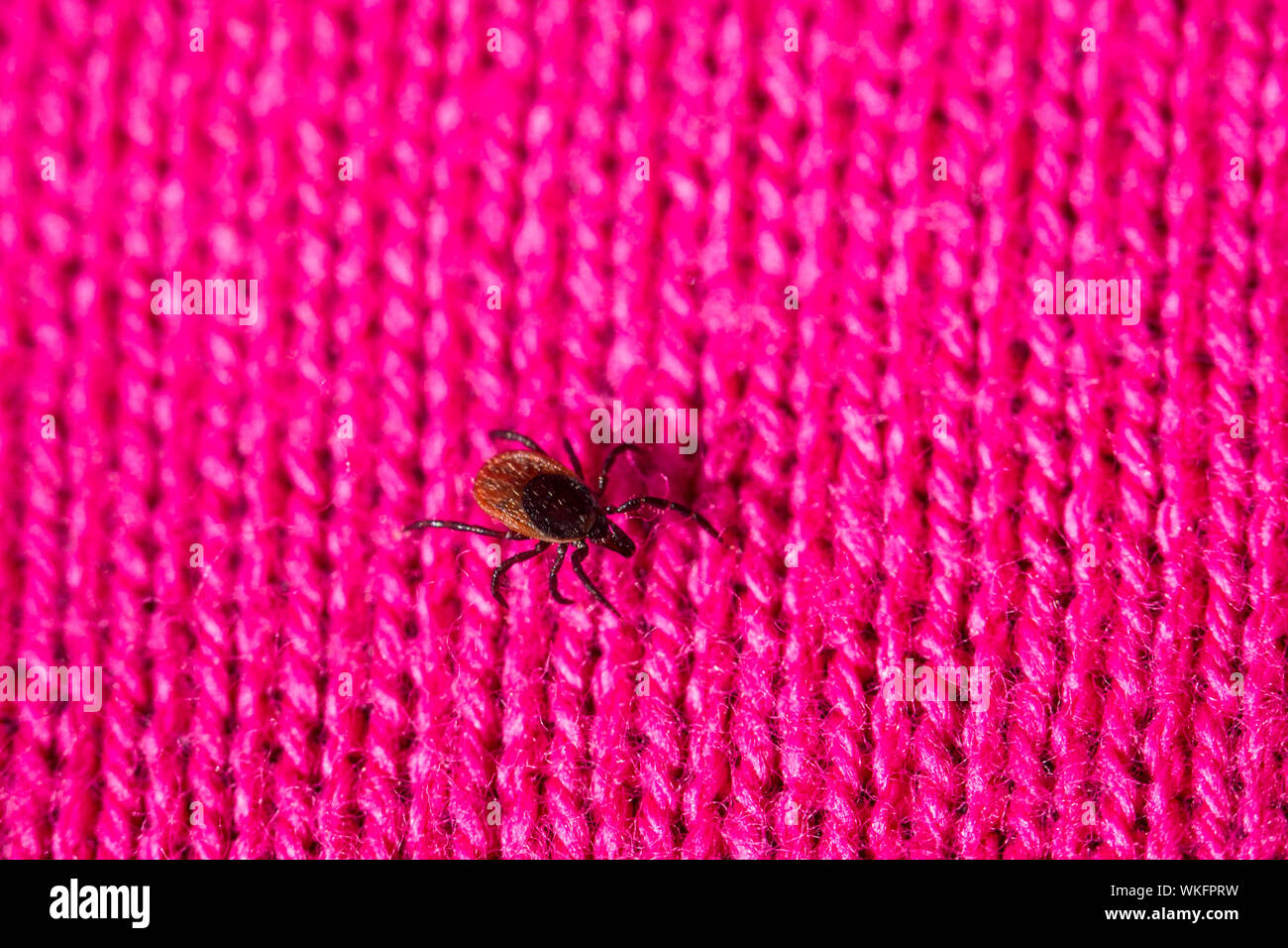 Tick - parasitic arachnid blood-sucking carrier of various diseases ...