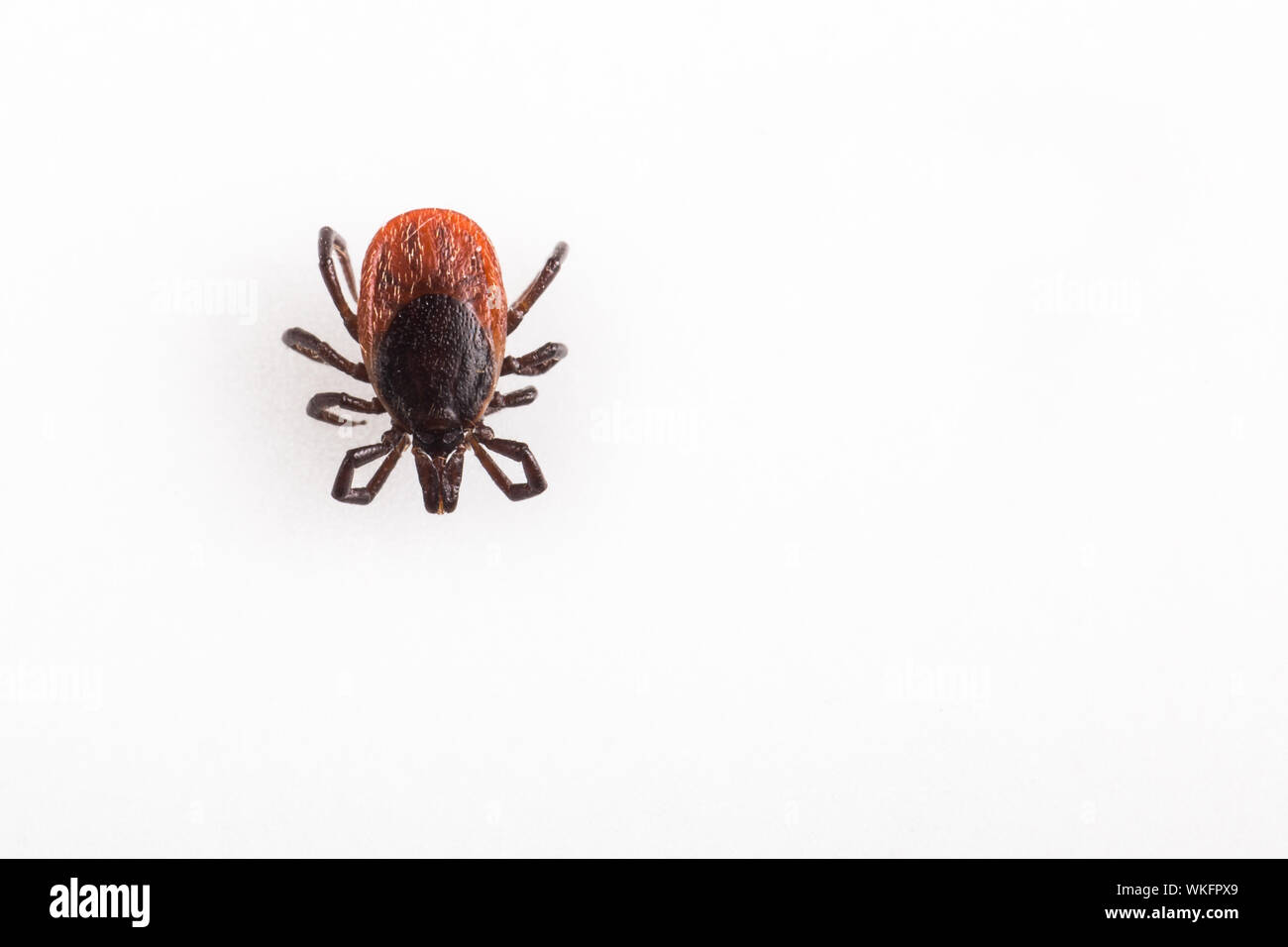 Tick - parasitic arachnid blood-sucking carrier of various diseases ...