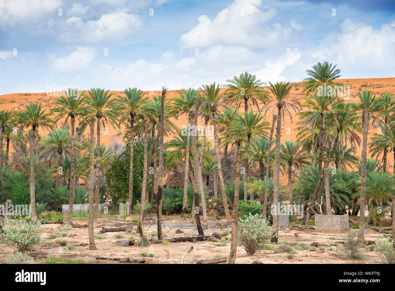 Image of oasis Al Haway in Oman with palms, sand dune and blue sky ...