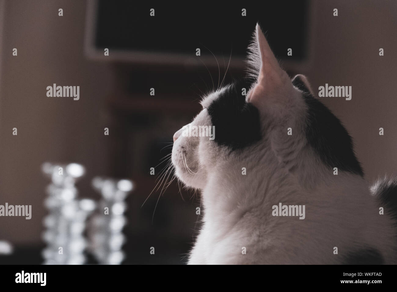 cat looking outside Stock Photo - Alamy