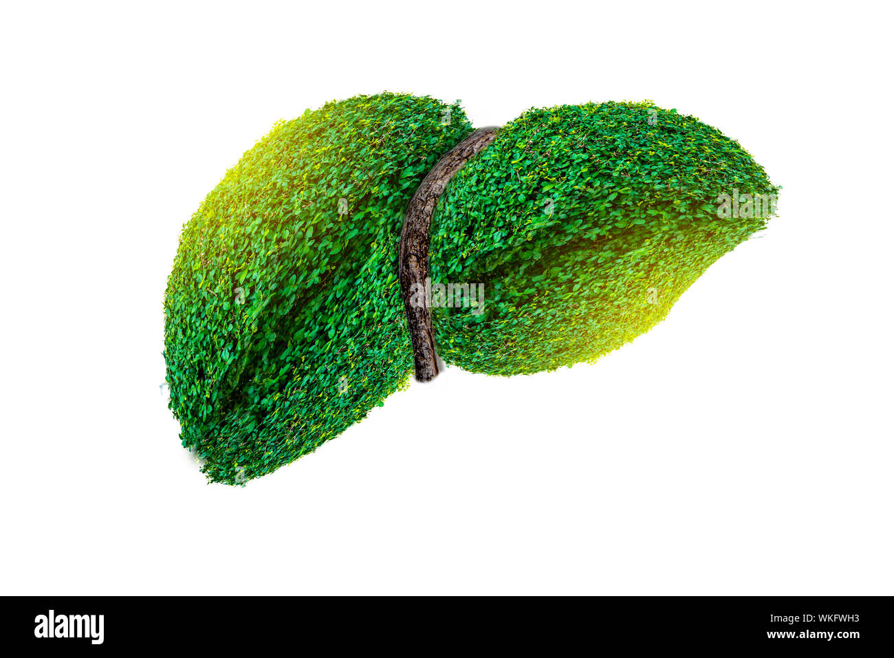 Realistic liver images are human green tree shapes about diseases and ...