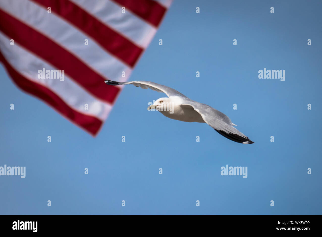 American seagull hi-res stock photography and images - Alamy