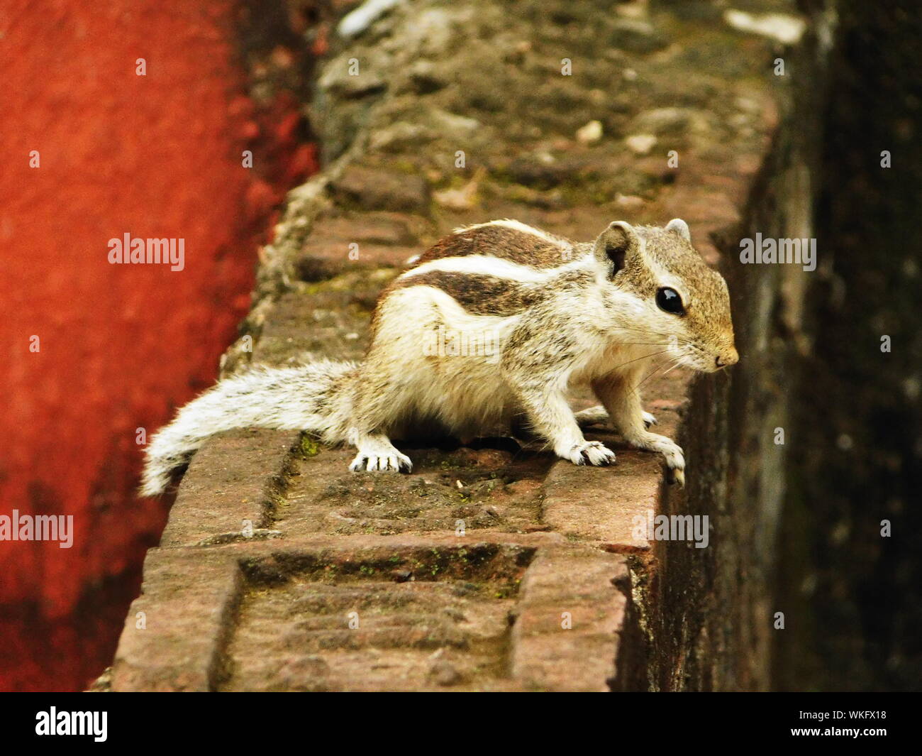Chipmunk Sitting High Resolution Stock Photography and Images - Alamy