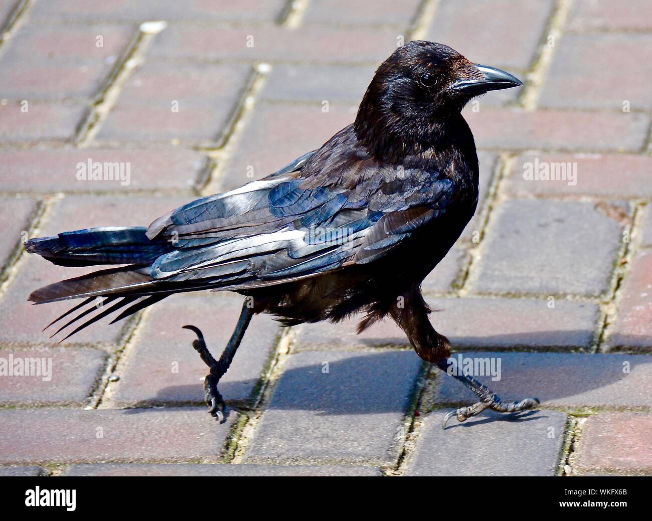 The crow stone hi-res stock photography and images - Alamy