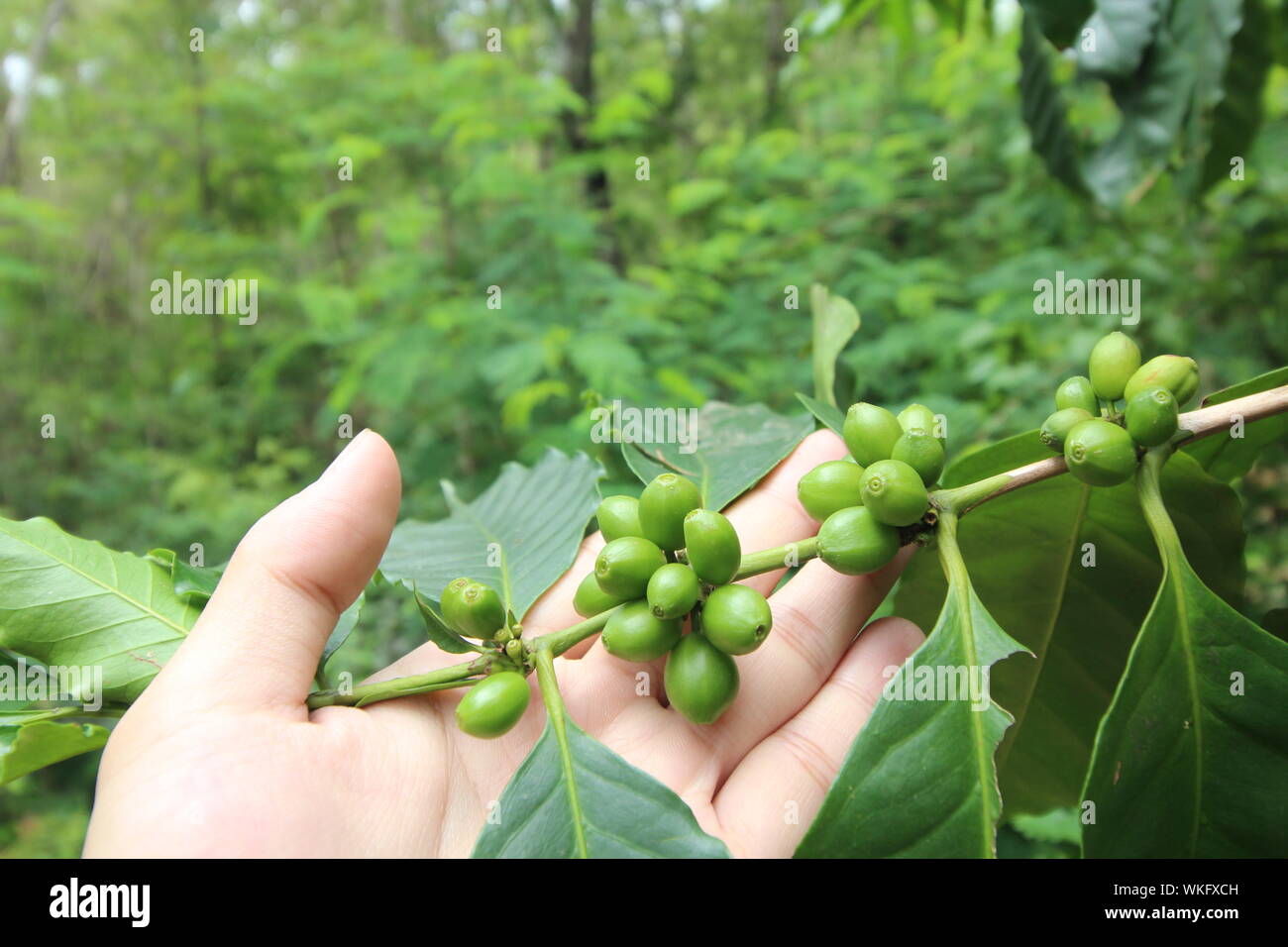 Hand touching fruits hi-res stock photography and images - Alamy