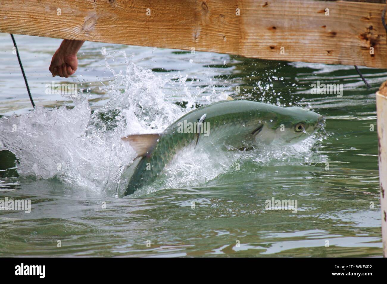 Splashing fish hi-res stock photography and images - Alamy