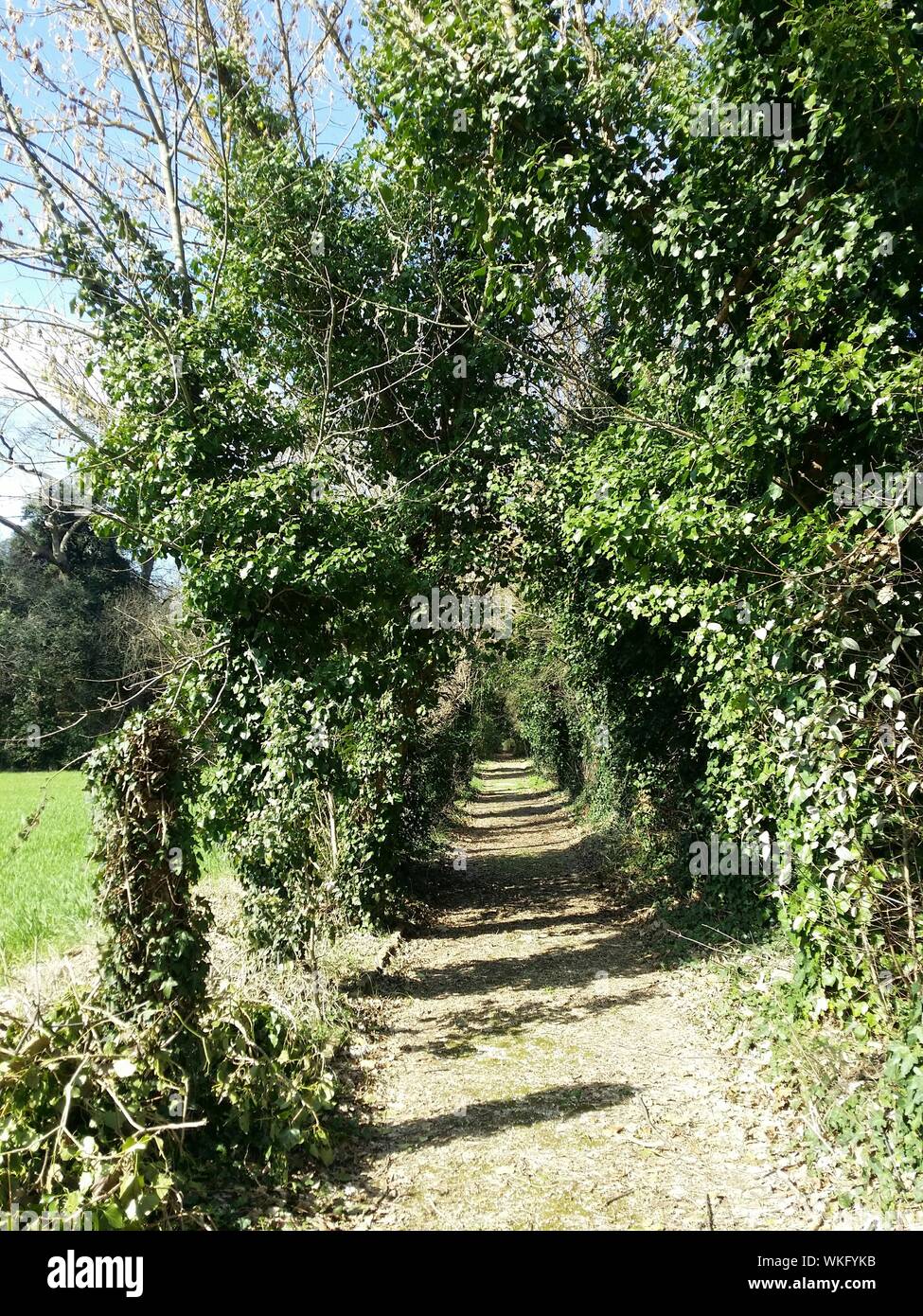 Tree tunnel hi-res stock photography and images - Alamy