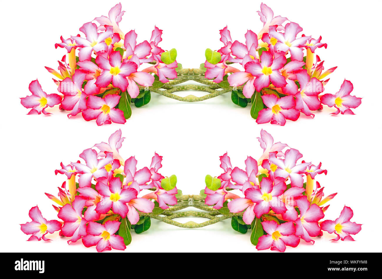 Colorful flower, Impala Lily, a beautiful red flower, isolated on a ...