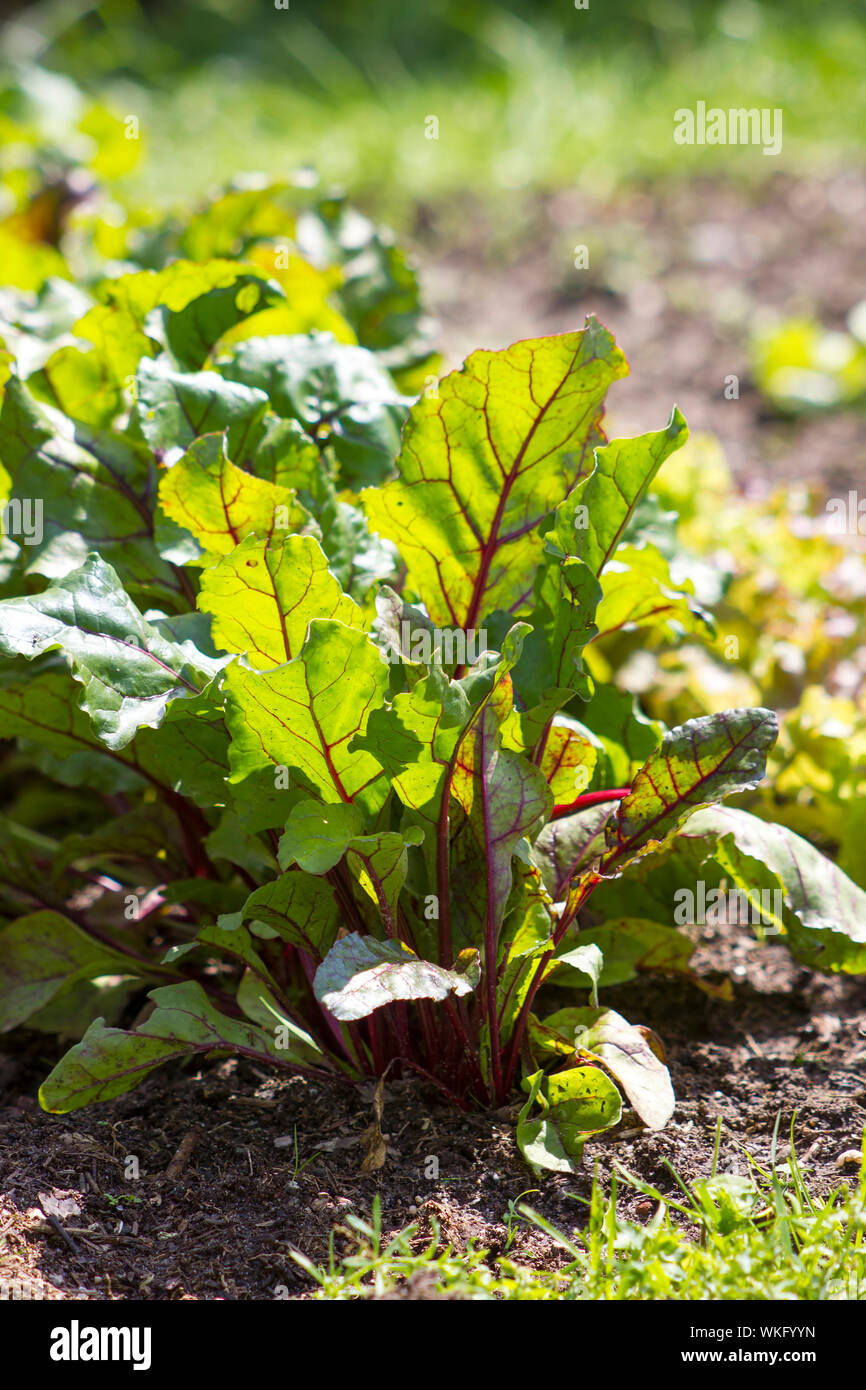 growing beetroot on the vegetable bed Stock Photo - Alamy