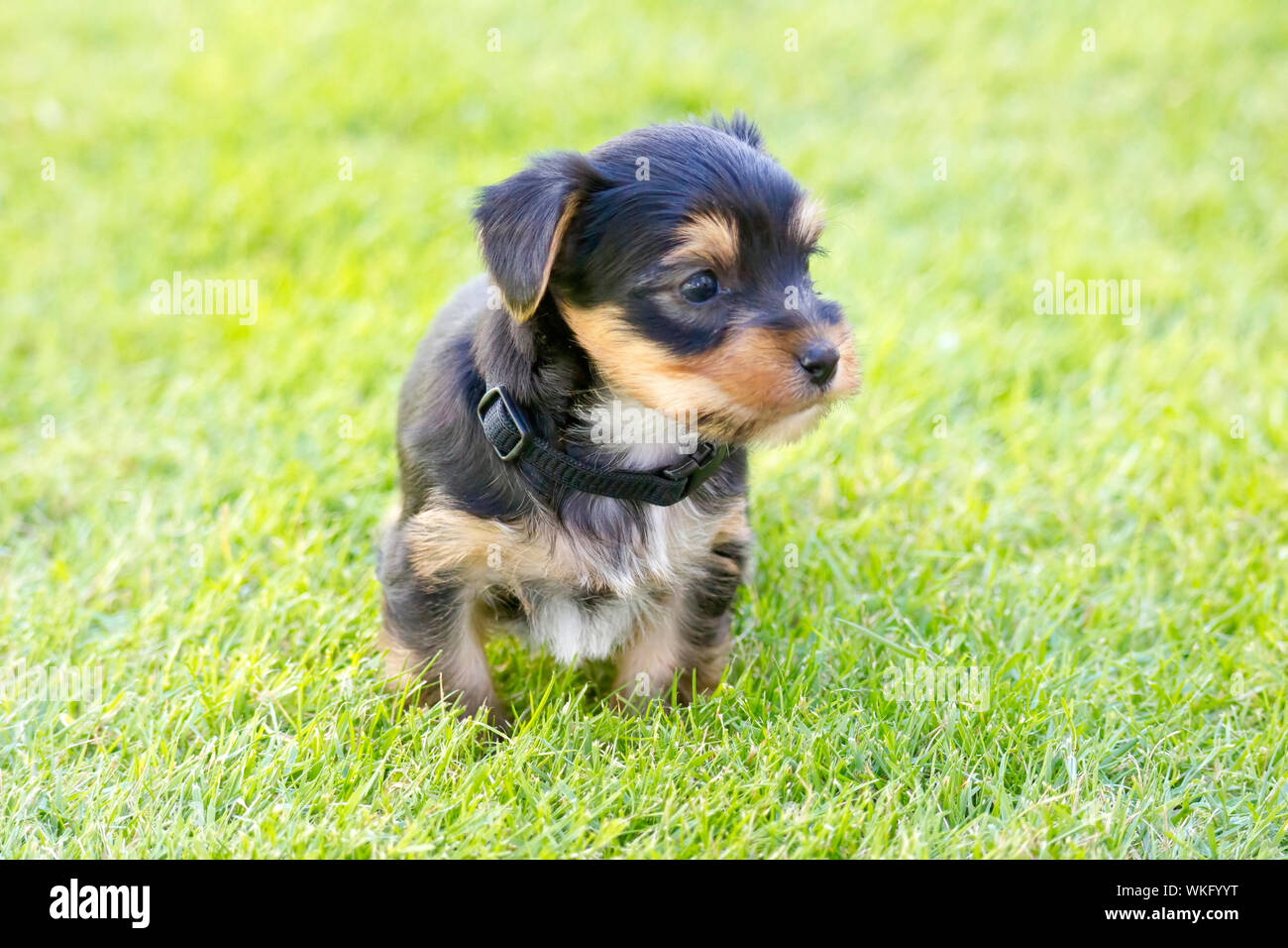 yorkshire silky terrier Stock Photo - Alamy