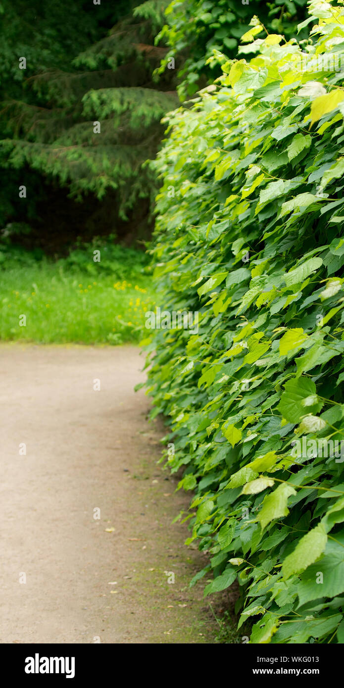 Quickset hedge hi-res stock photography and images - Alamy