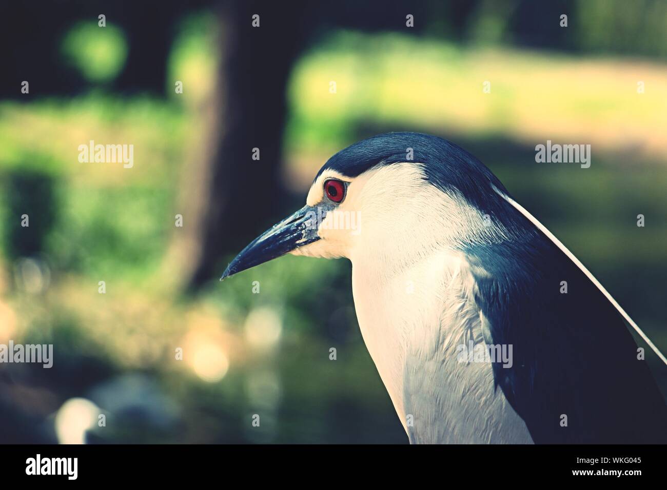 Red eye bird hi-res stock photography and images - Alamy