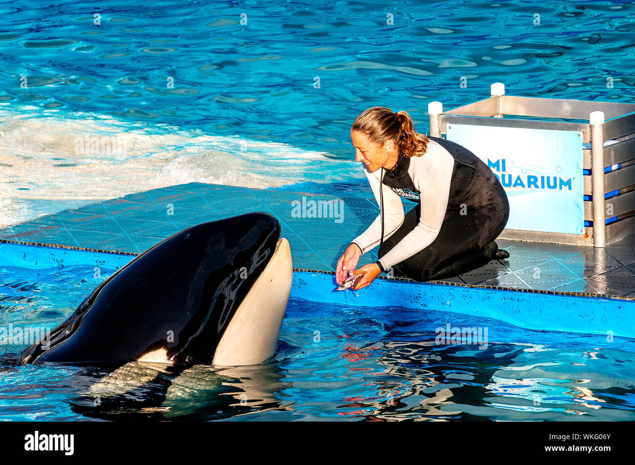MIAMI,US - JANUARY 24,2014: Lolita,the killer whale at the Miami ...