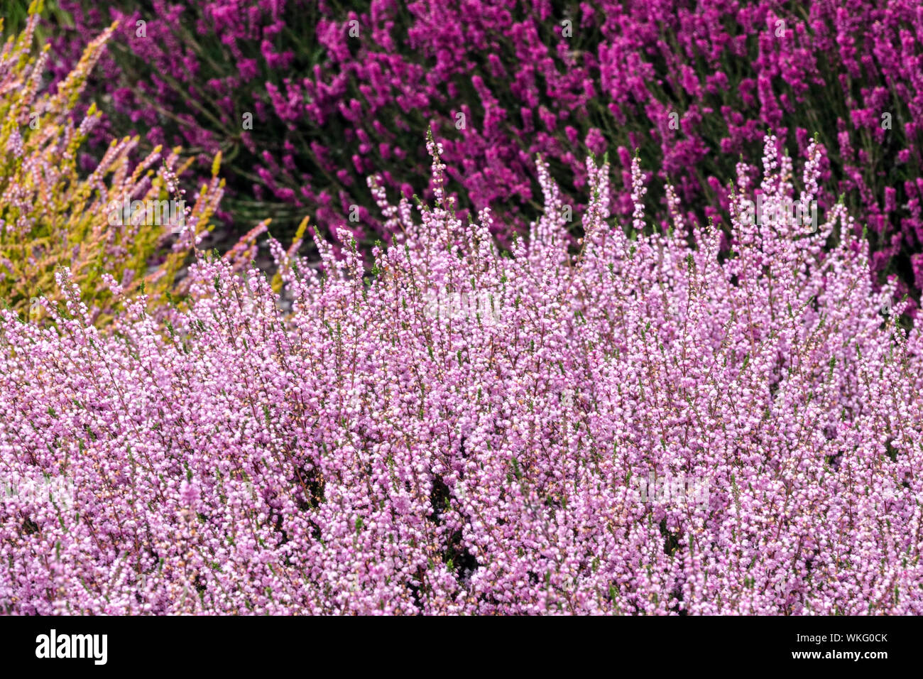 Pink Red Calluna vulgaris "Jimmy Dyce" Common heather, colorful garden ...