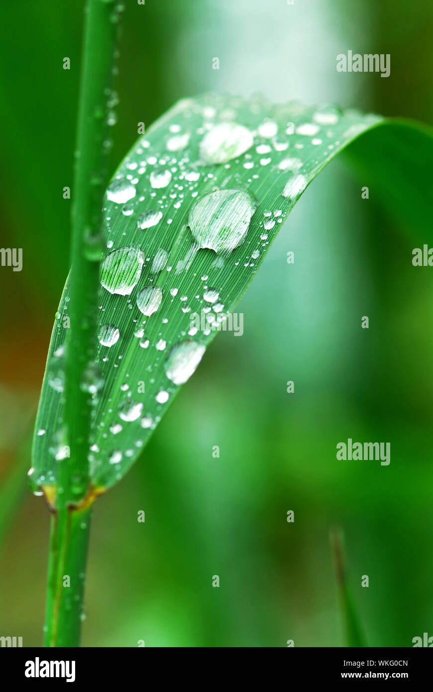 Big water drops on a green grass blade Stock Photo - Alamy