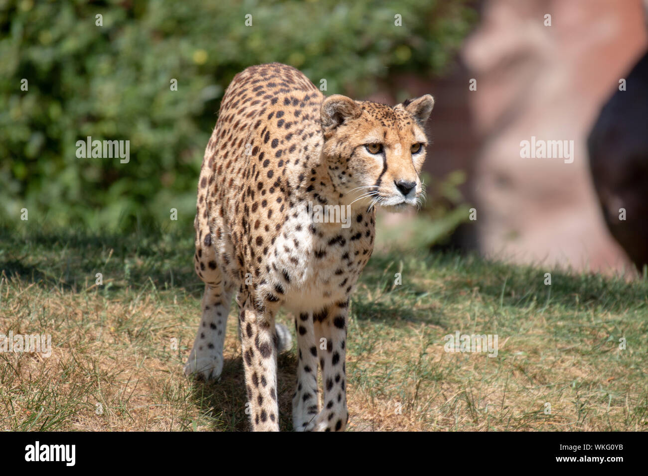 Female Cheetah. A beautiful, amber-eyed, female cheetah from the Masai ...
