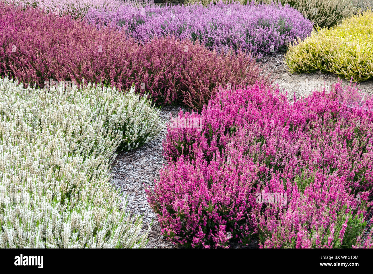 White red Common heather garden Calluna vulgaris colorful perennial ...